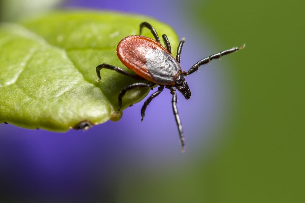 What You Need To Know About Bloodsucking Ticks