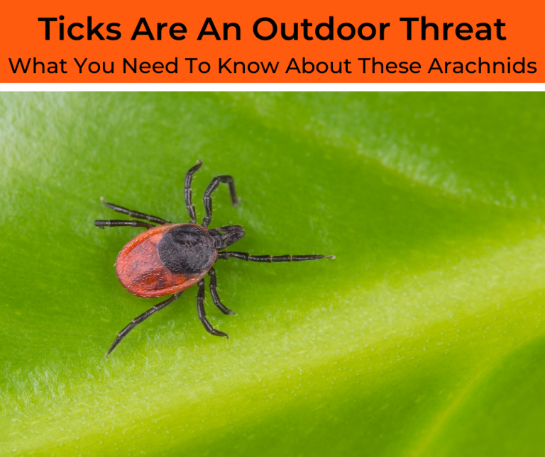 What You Need To Know About Bloodsucking Ticks